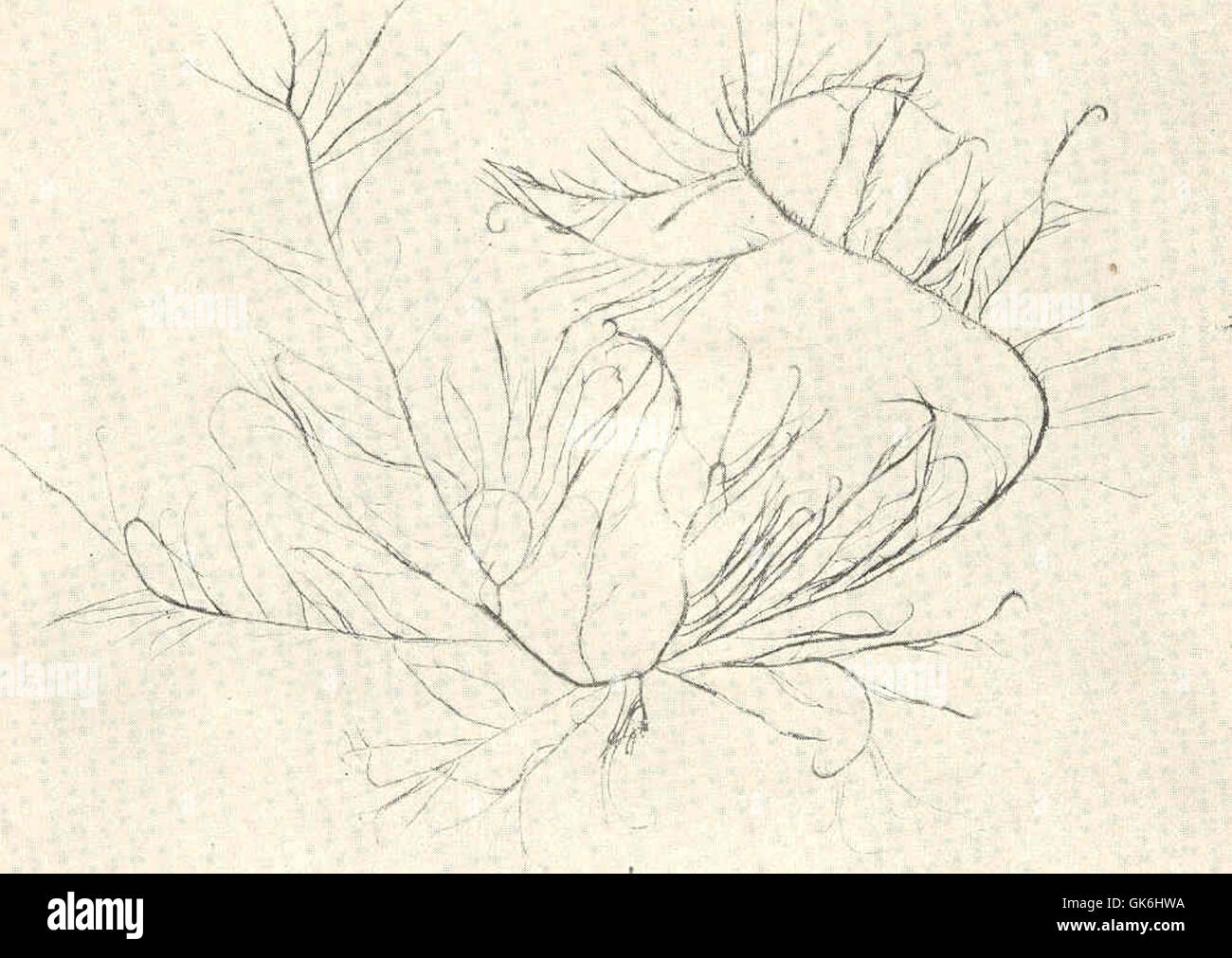 Hypnea musciformis, a species of red algae, type I, exhibiting ...