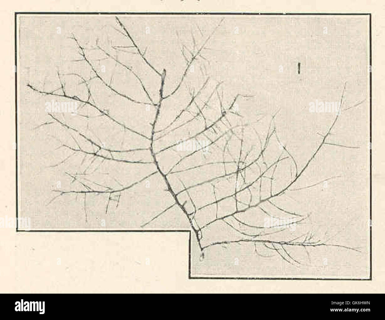 Type of red algae hi-res stock photography and images - Alamy