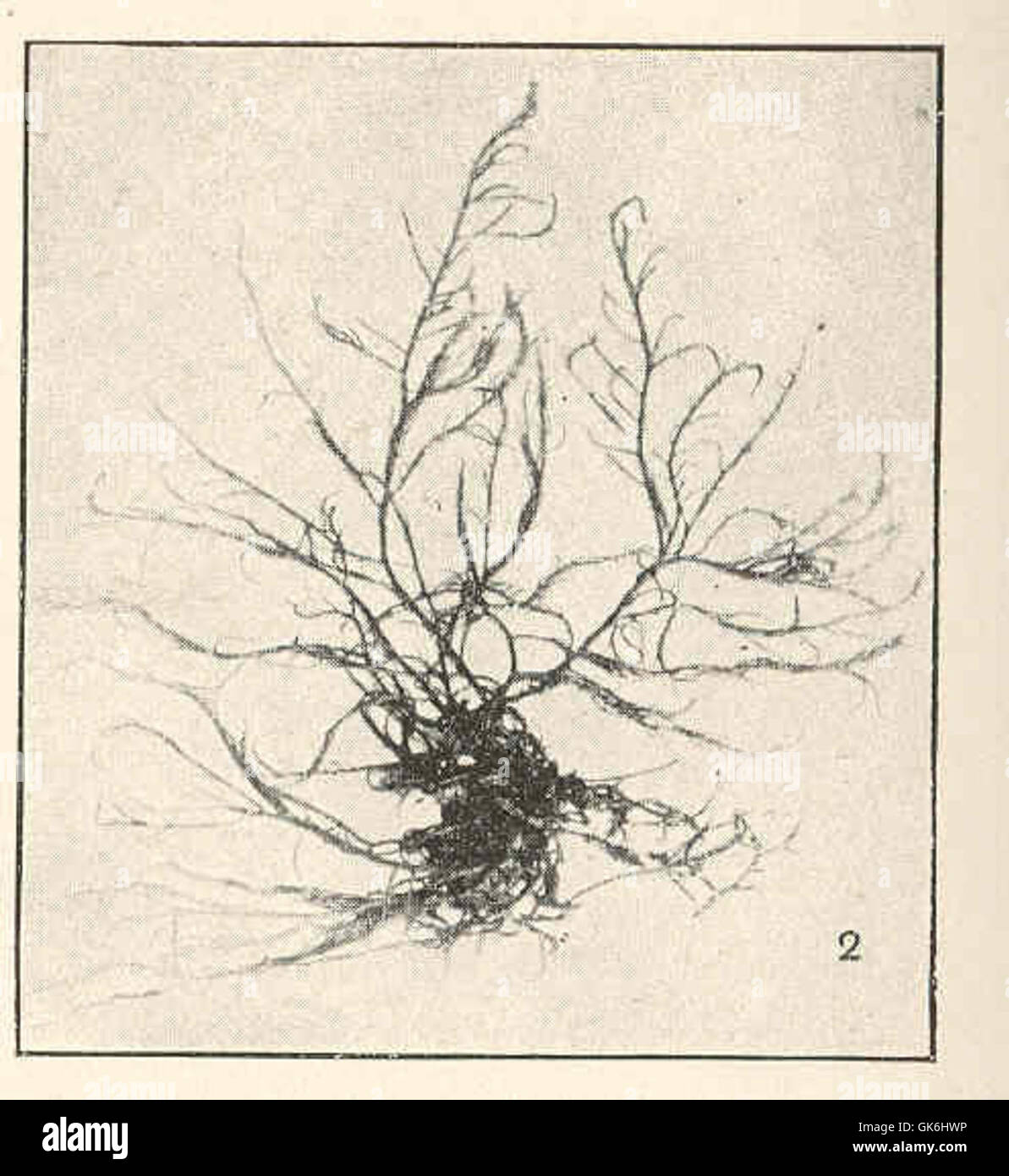 Hypnea musciformis, a type of red algae, shown in winter condition ...