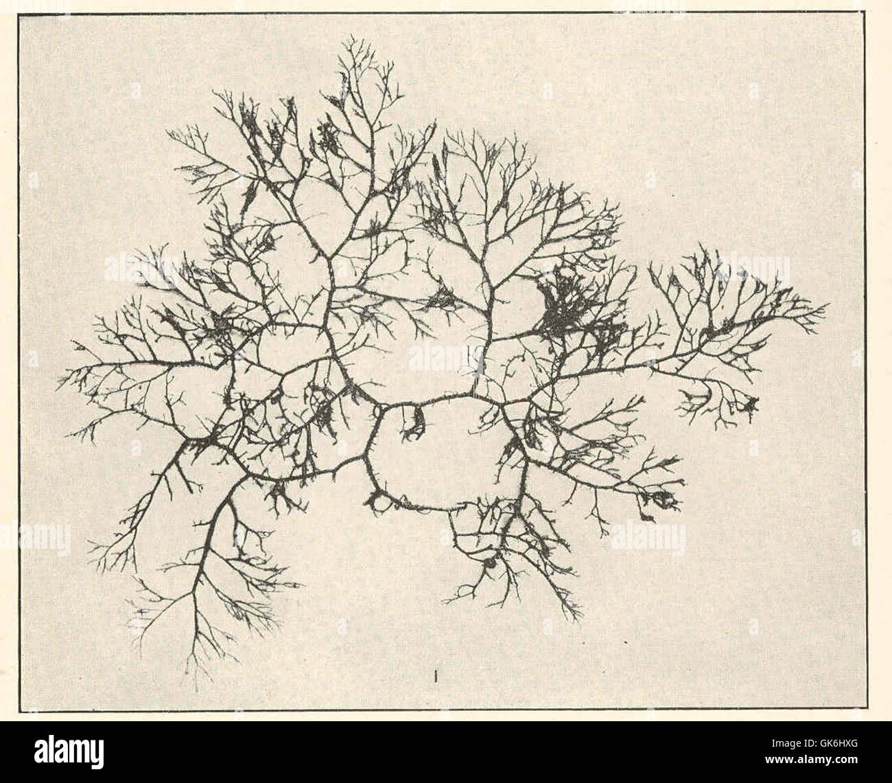 *Spyridia filamentosa* is a species of red algae, known for its ...