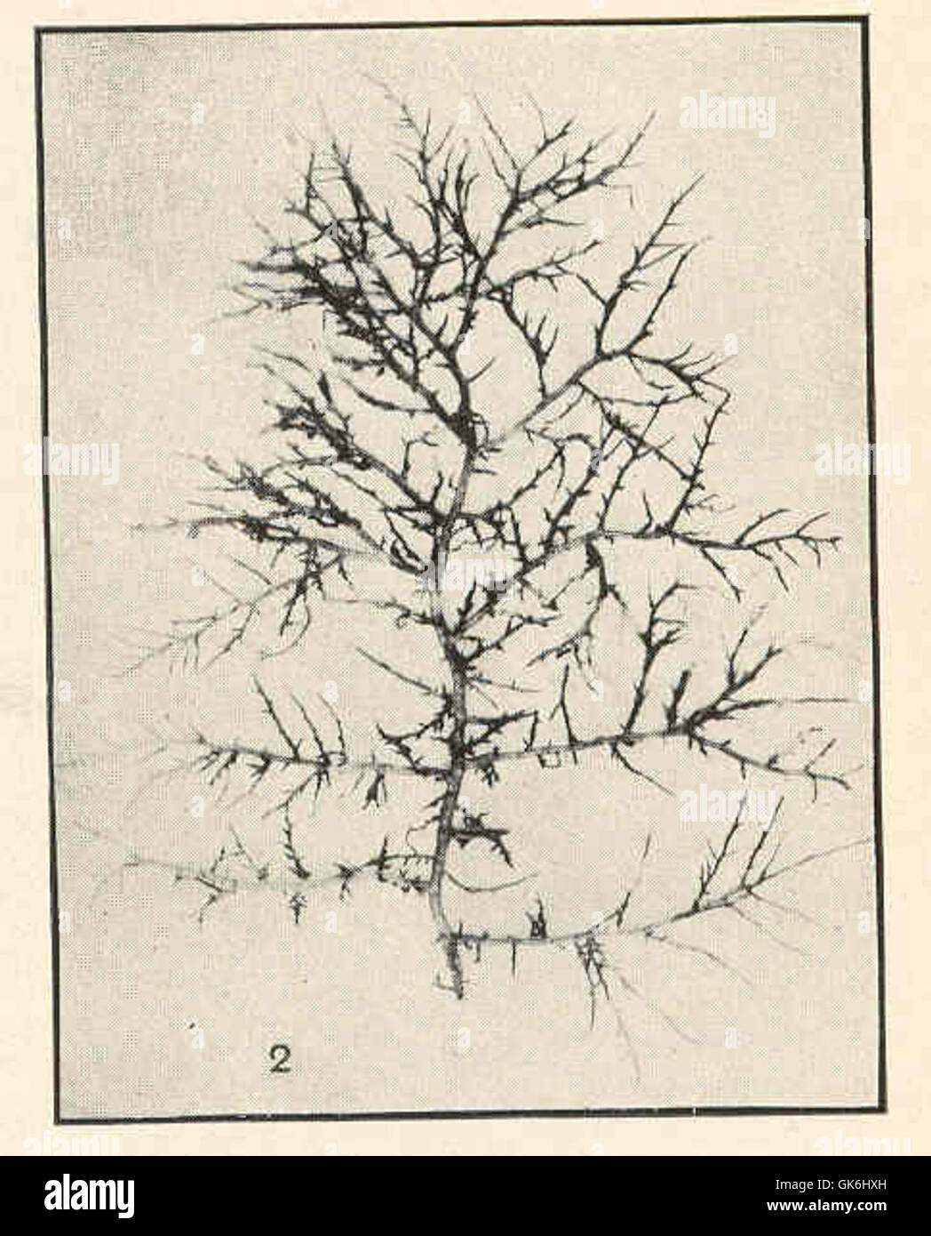 Chondria sedifolia is a species of red algae, characterized by its ...