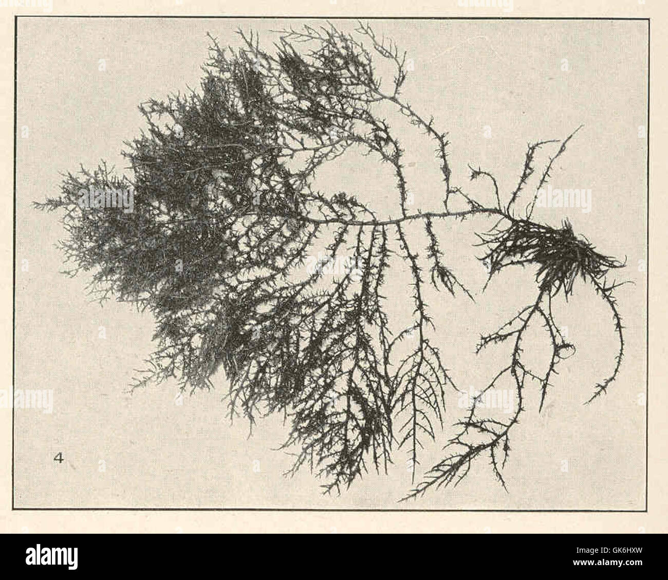 Chondria hi-res stock photography and images - Alamy