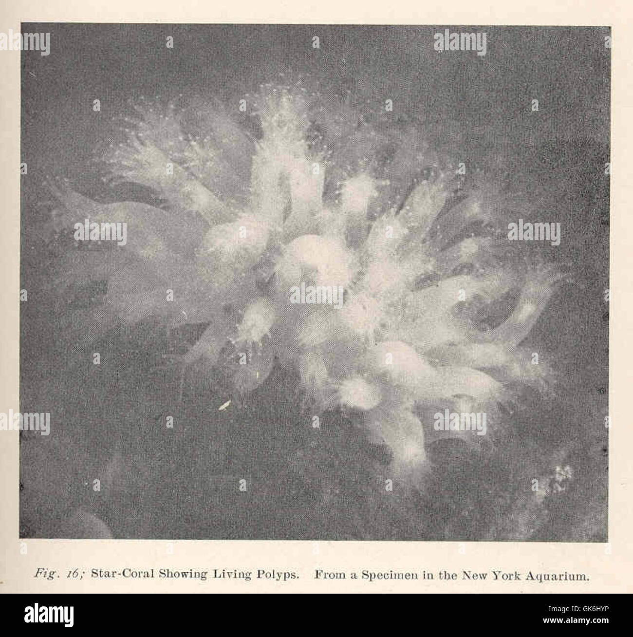 Display of coral reef biodiversity hi-res stock photography and images ...