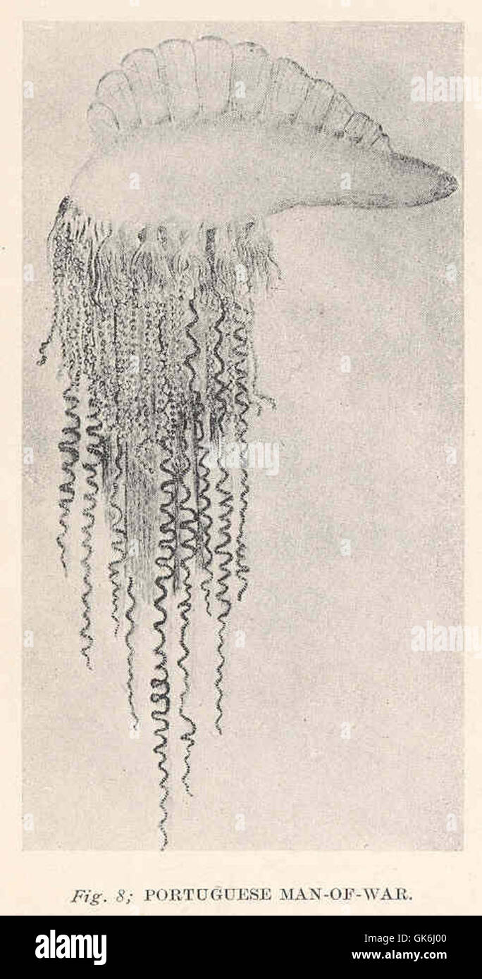 Colonial organism hi-res stock photography and images - Alamy