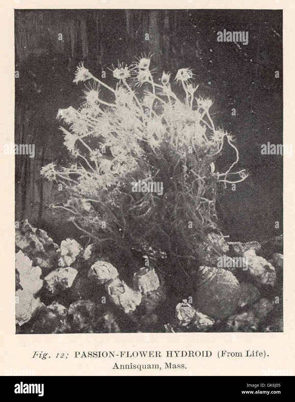 38494 Passion-Flower Hydroid (From Life), Annisquam, Mass Stock Photo ...