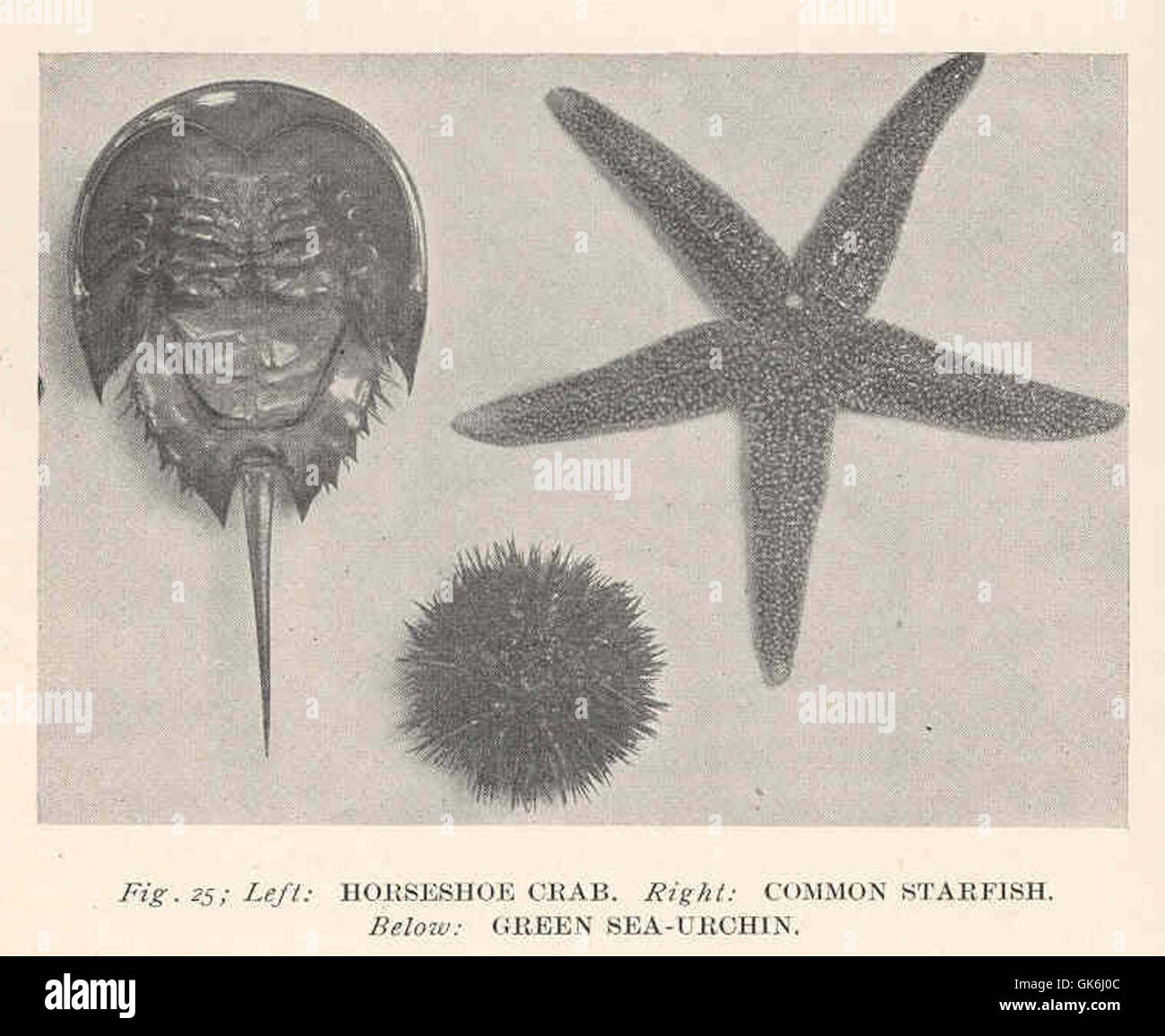The horseshoe crab, common starfish, and green sea-urchin are shown ...