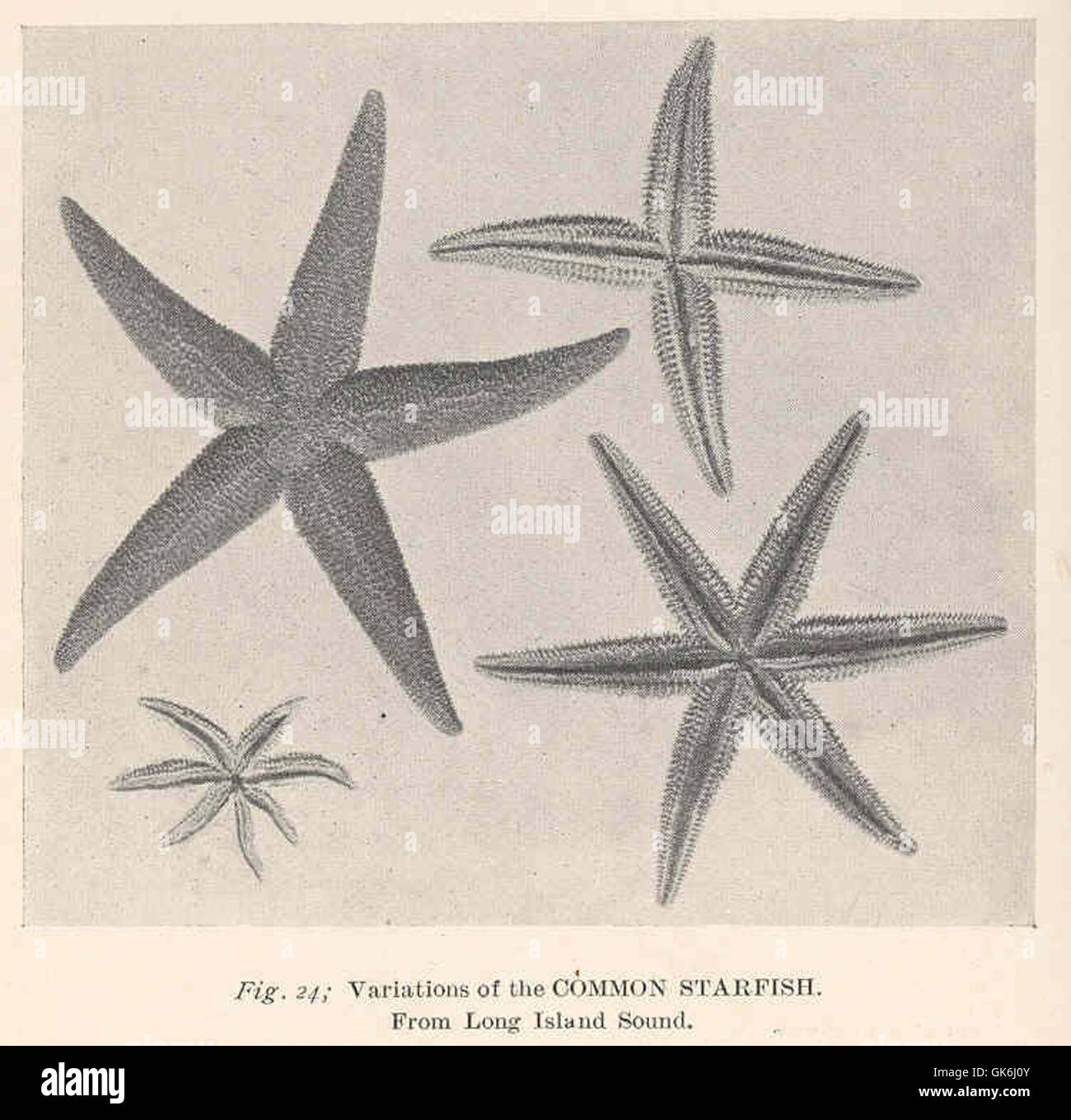Common starfish drawing hi-res stock photography and images - Alamy