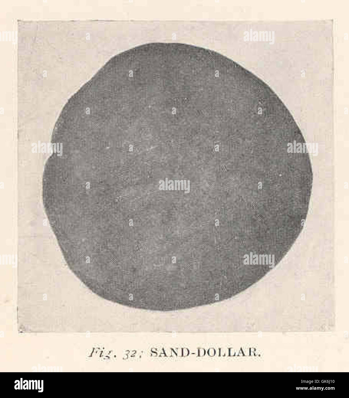 The sand dollar is a flattened, burrowing sea urchin found on sandy ...