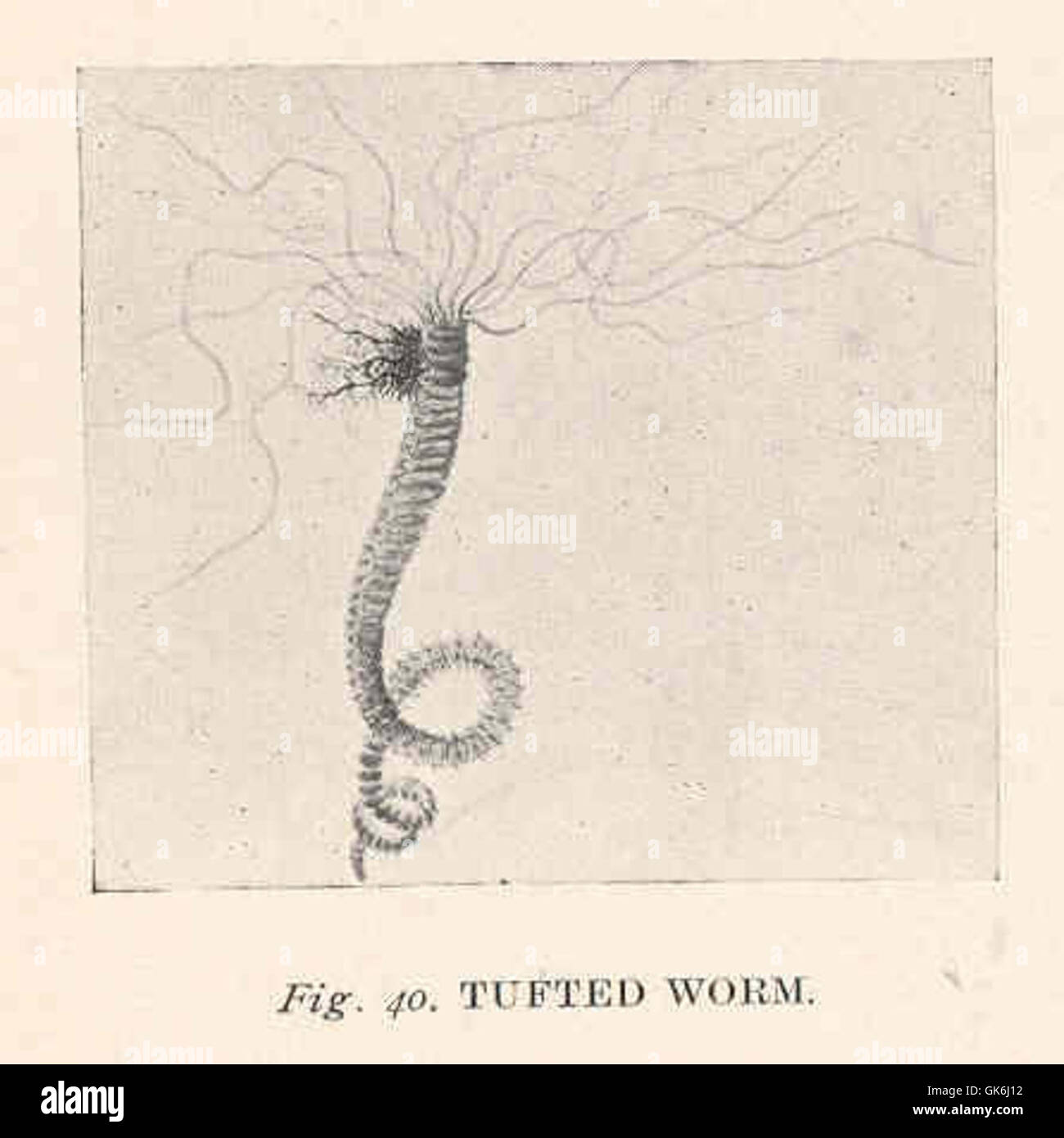 The Turted Worm is a type of marine worm species, characterized by its ...