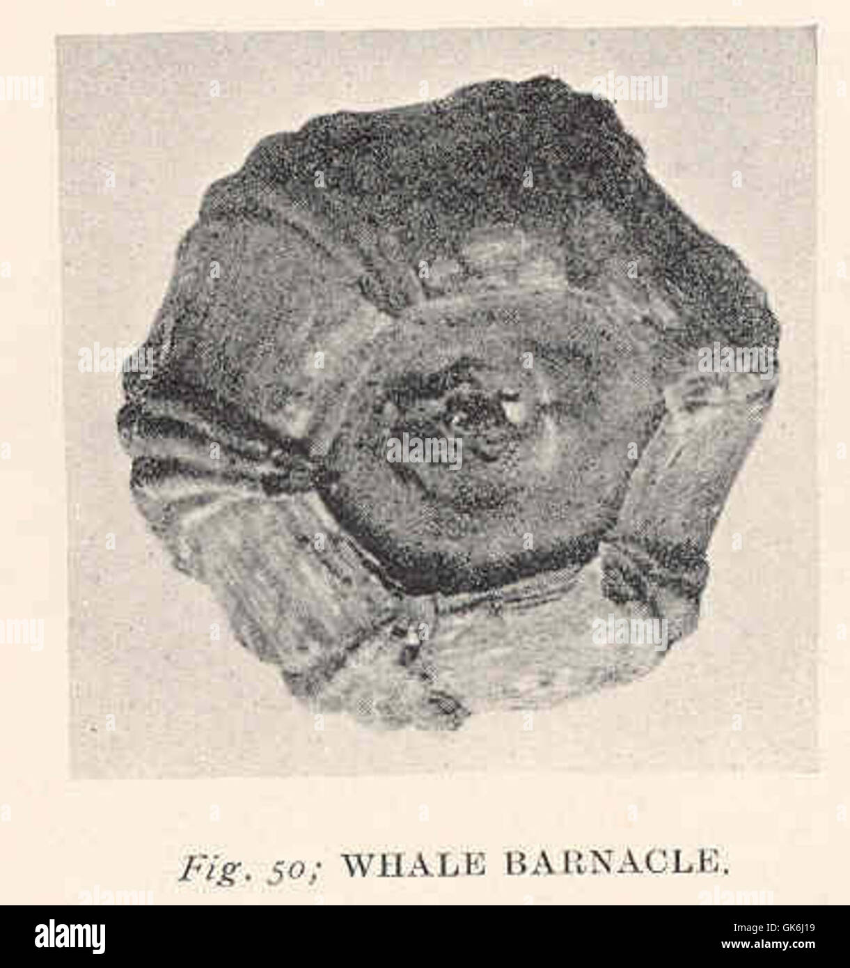 Plankton feeding whales hi-res stock photography and images - Alamy