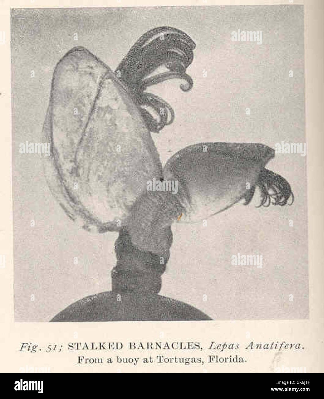 Stalked barnacles hi-res stock photography and images - Alamy