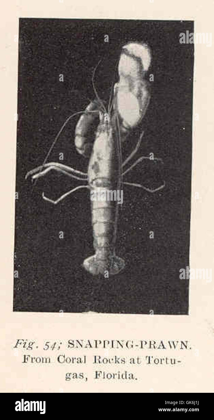 A snapping prawn species collected from coral rocks at Tortugas ...