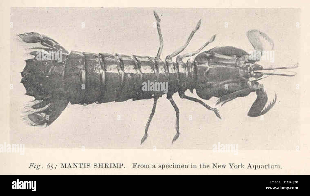The Mantis Shrimp is a highly predatory marine species known for its ...