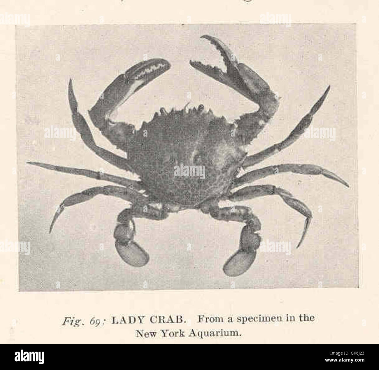 Lady crab hi-res stock photography and images - Alamy