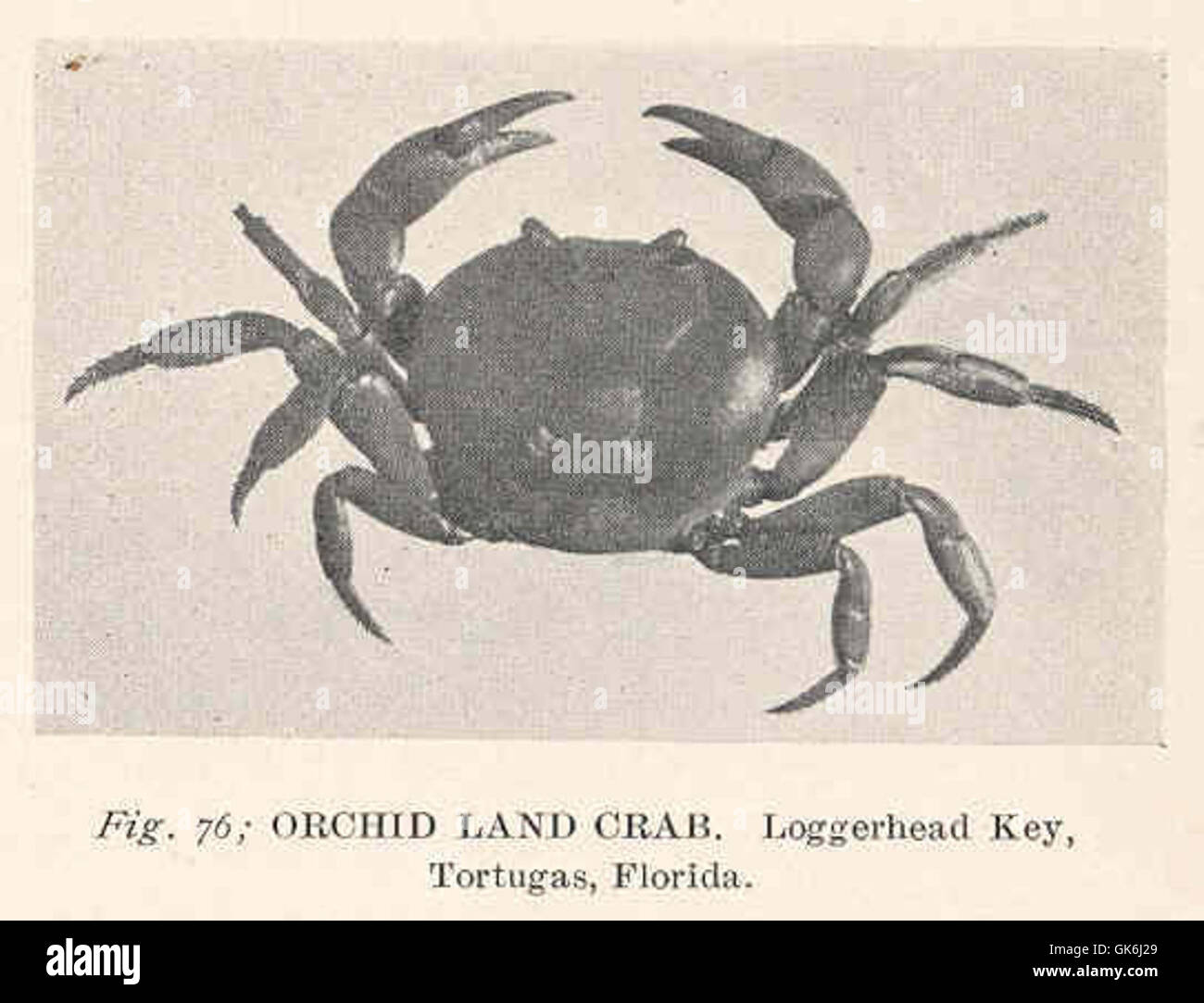 Land crab drawing hi-res stock photography and images - Alamy