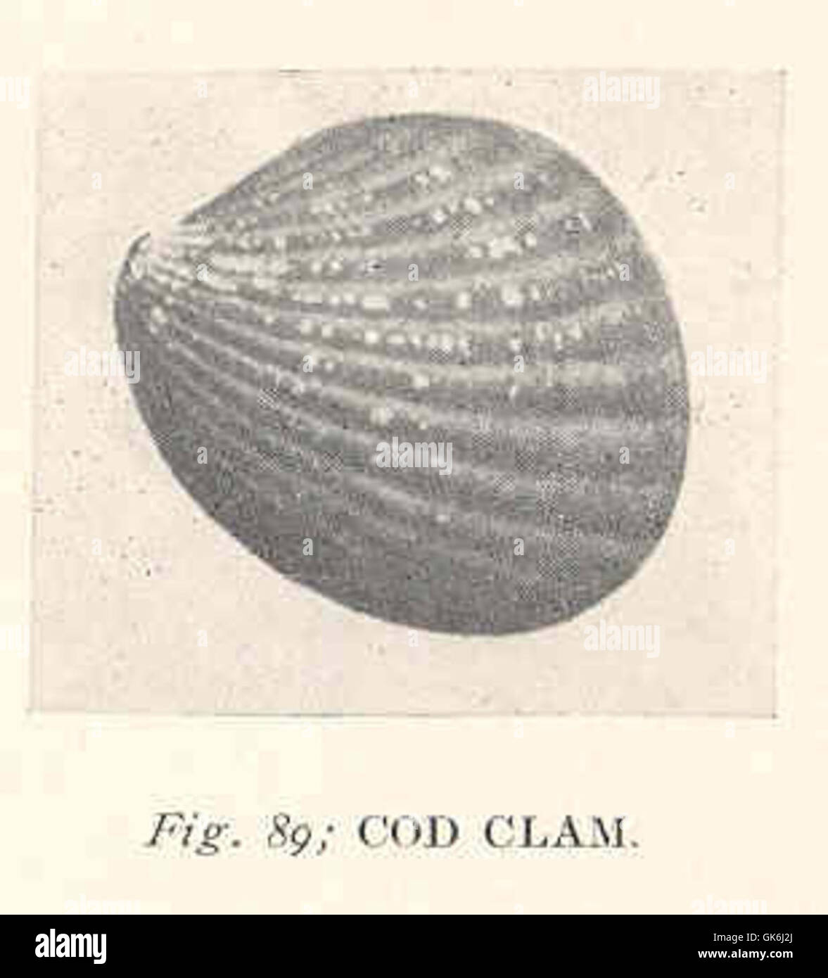 Various marine bivalve species hi-res stock photography and images - Alamy