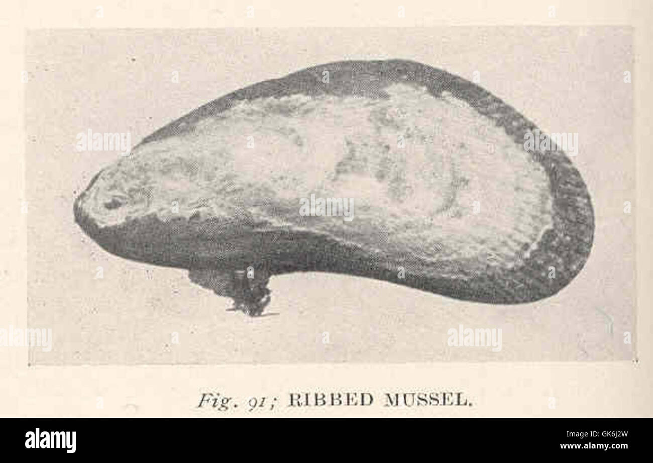 Ribbed mussel hi-res stock photography and images - Alamy