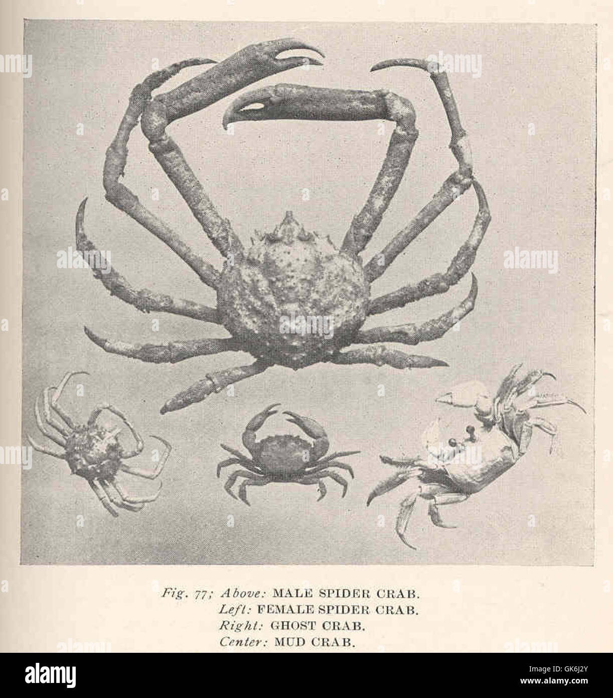Spider Crab I High Resolution Stock Photography and Images - Alamy