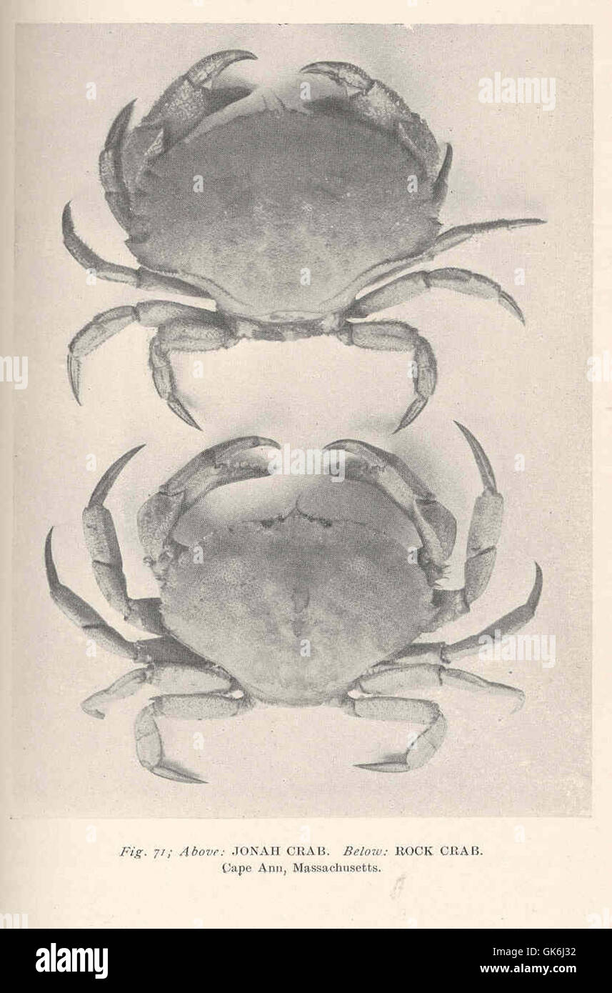 Jonah crab hi-res stock photography and images - Alamy