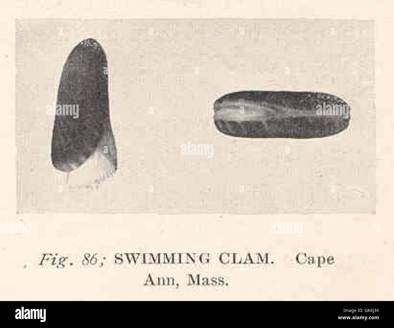 A swimming clam observed off Cape Ann, Massachusetts, demonstrates the ...