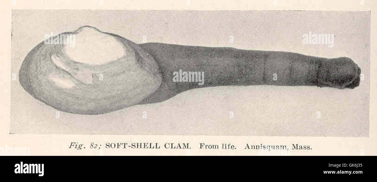 The Soft-Shell Clam (Mya arenaria) is a species of clam found in the ...