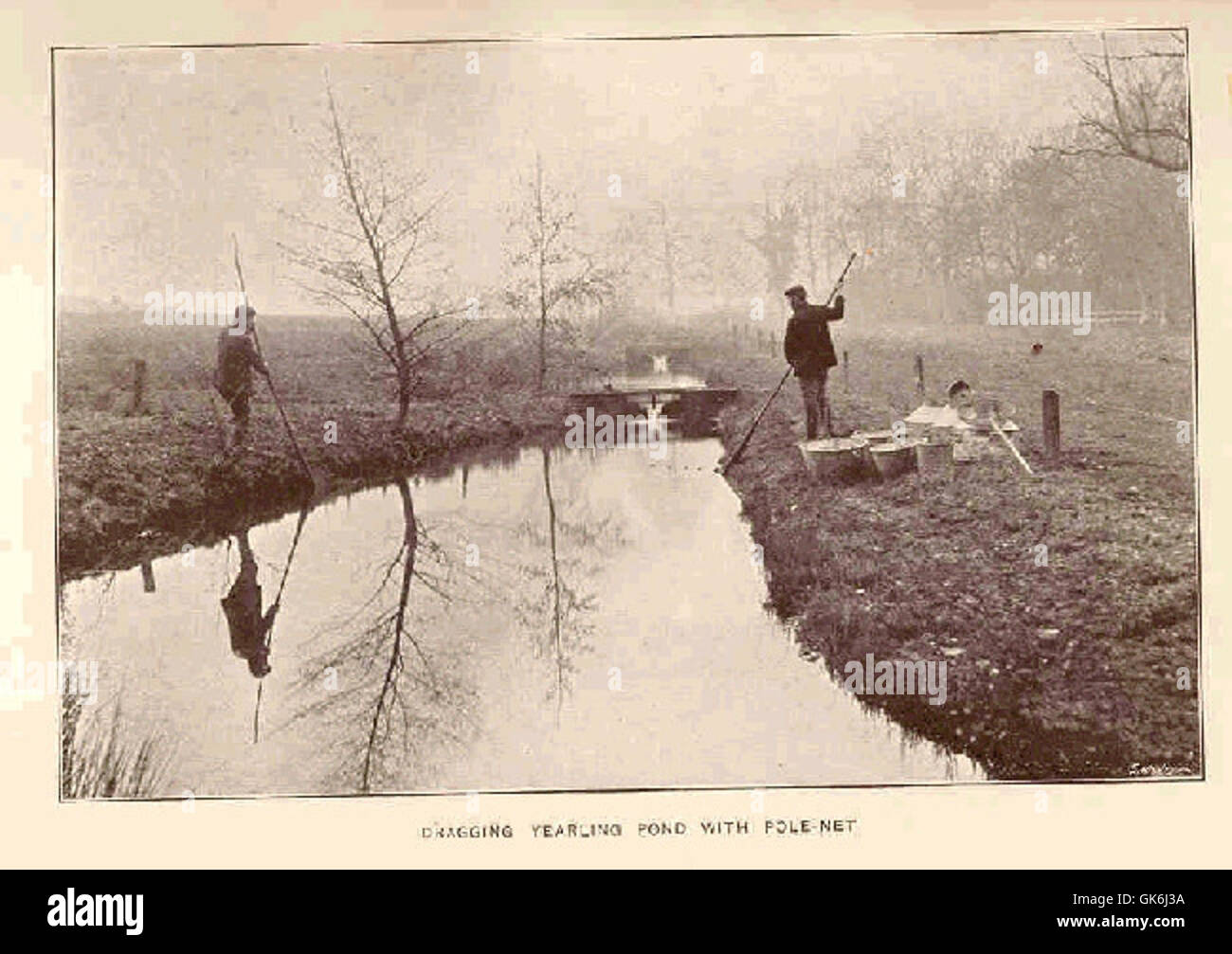 This image depicts the process of dragging a yearling pond using a pole ...