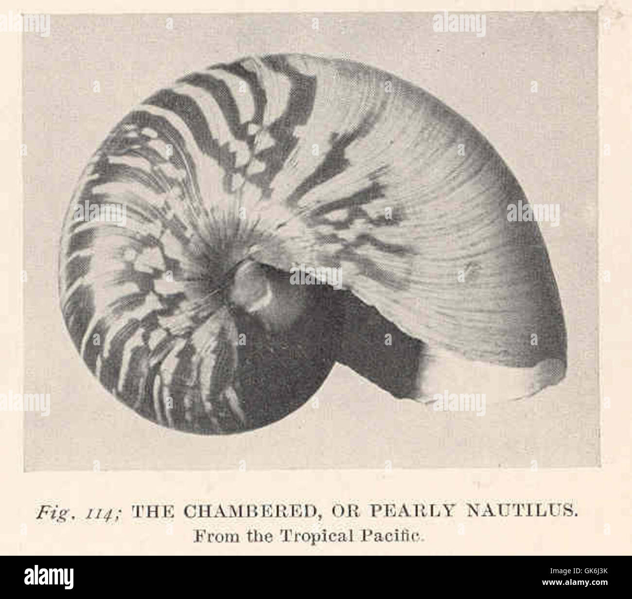 Living nautilus species hi-res stock photography and images - Alamy