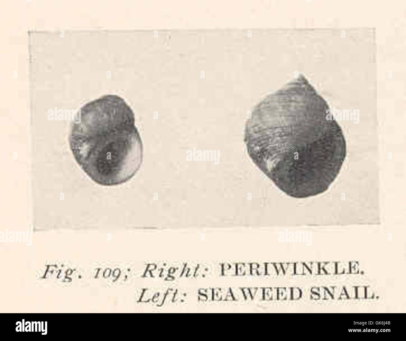38589 Periwinkle (Right); Seaweed Snail (Left Stock Photo - Alamy