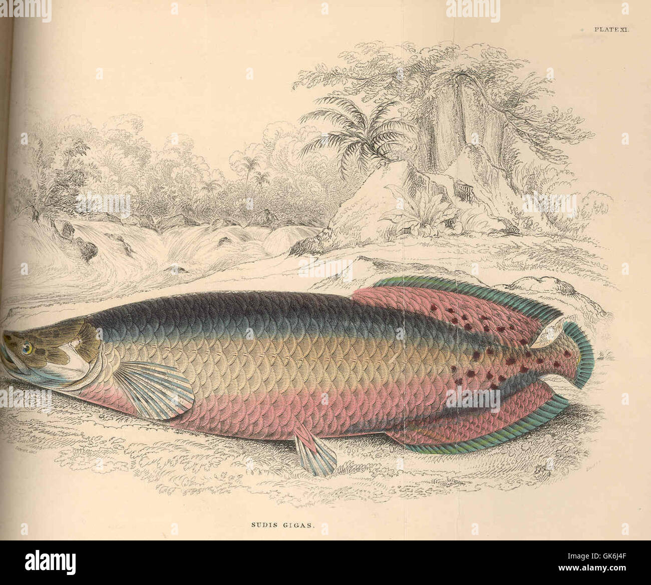 Seamounts fauna hi-res stock photography and images - Alamy