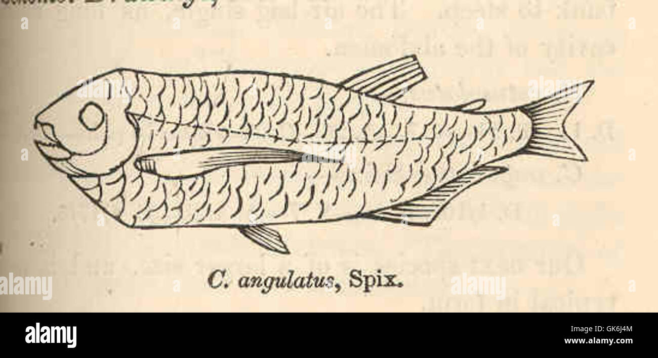 Characin fish hi-res stock photography and images - Alamy