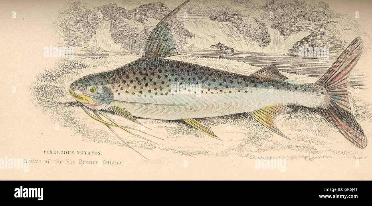 Pimelodus notatus is a species of catfish native to the Rio Branco, in ...