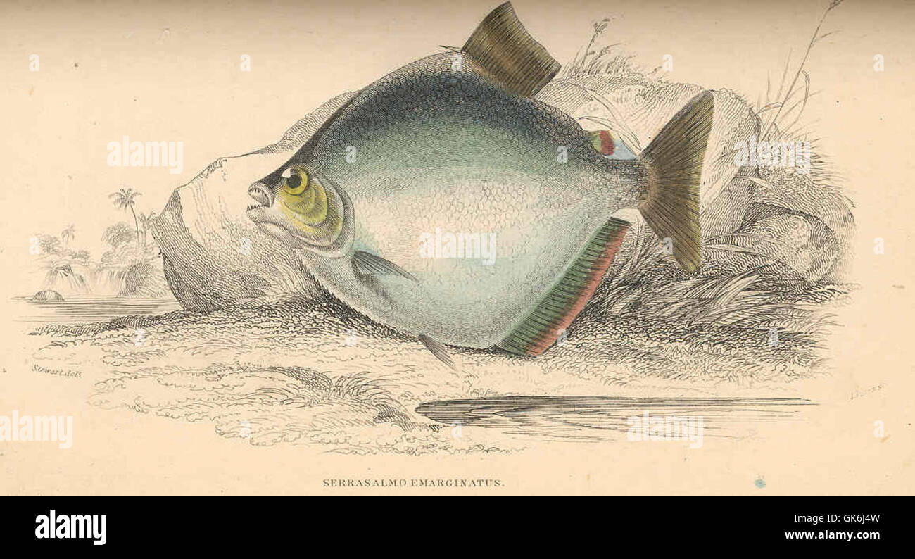 Emarginatus hi-res stock photography and images - Alamy