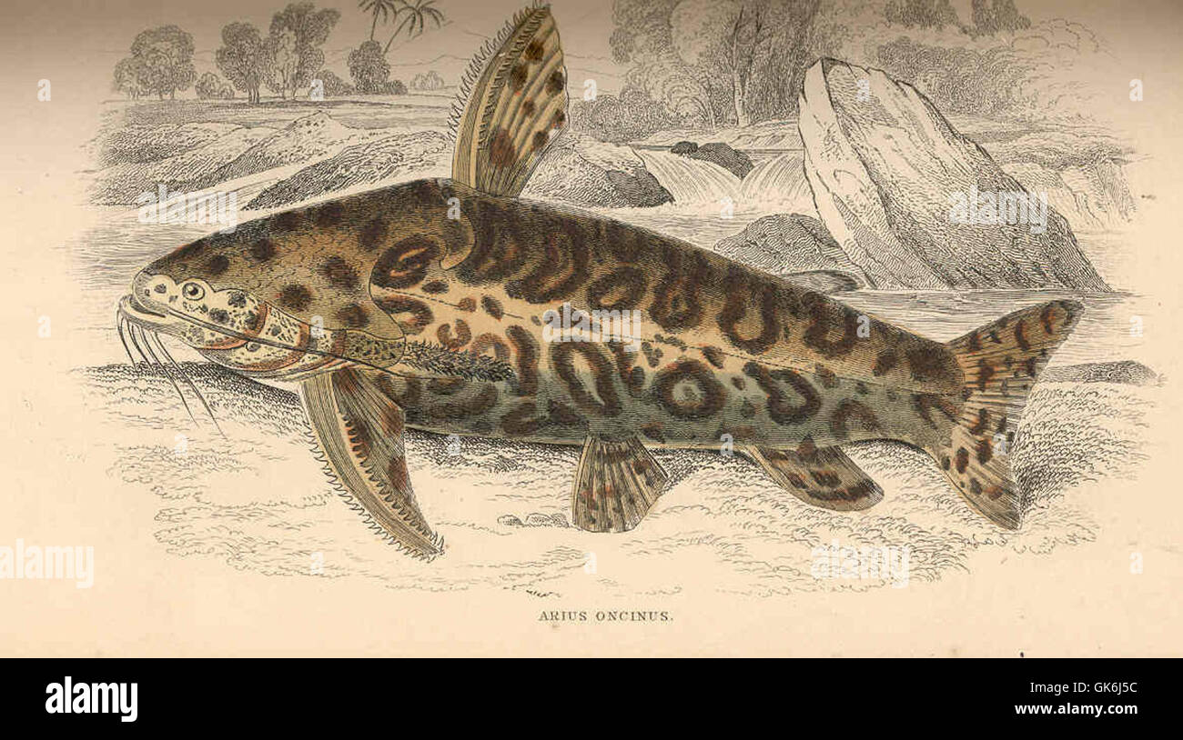 Robust catfish hi-res stock photography and images - Alamy