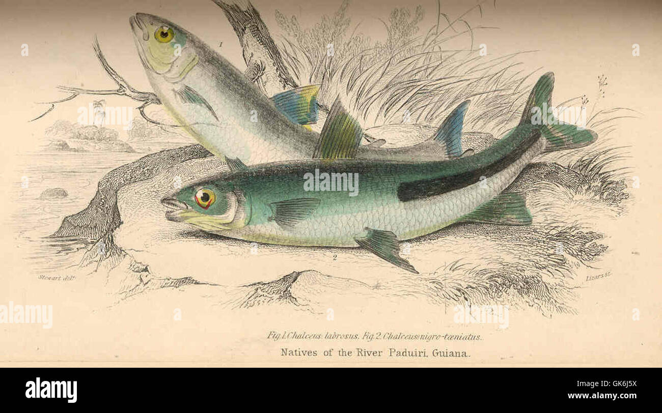 This illustration shows two species of Chalceus fish, Chalceus labrosus ...