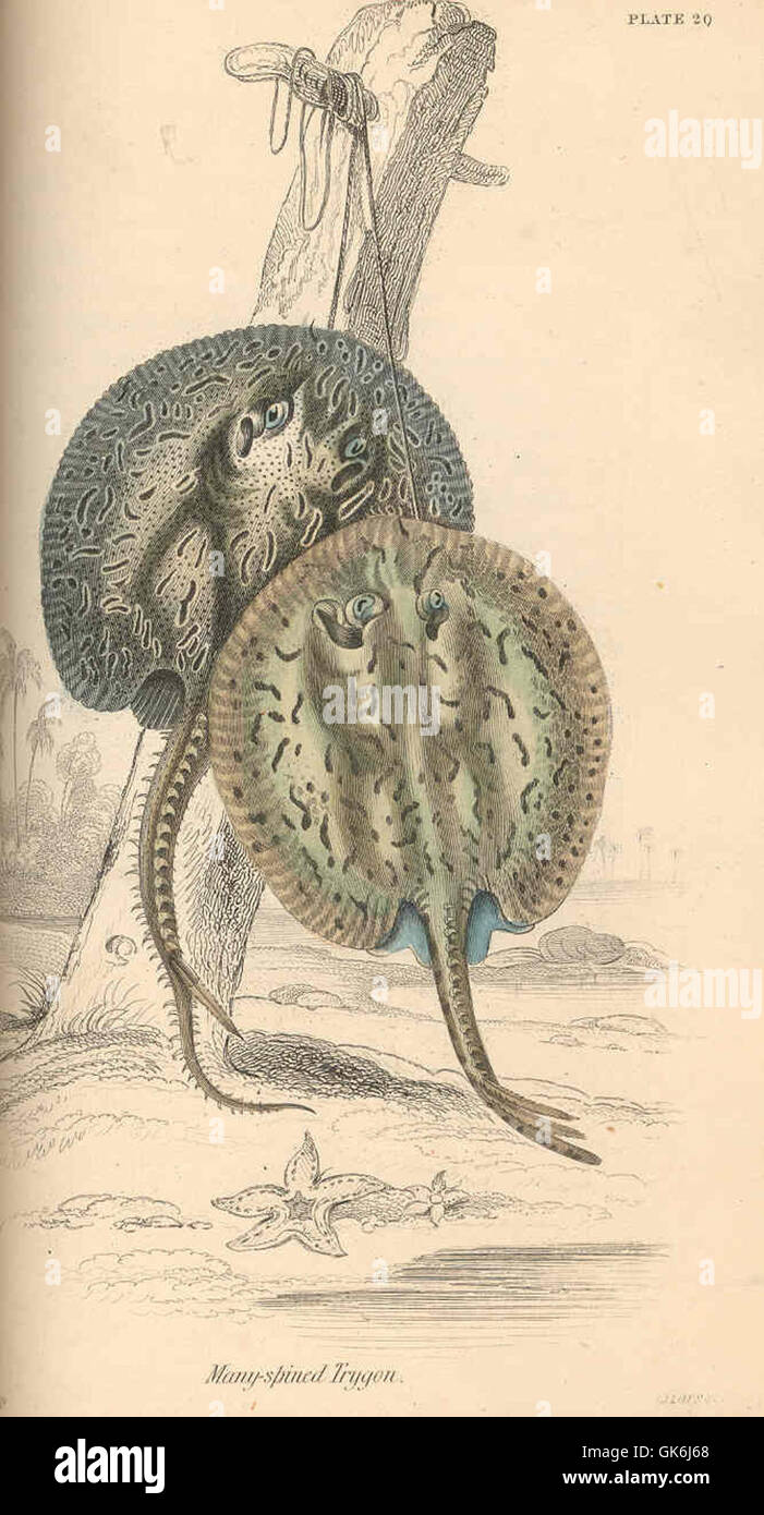 Species dasyatis centroura hi-res stock photography and images - Alamy