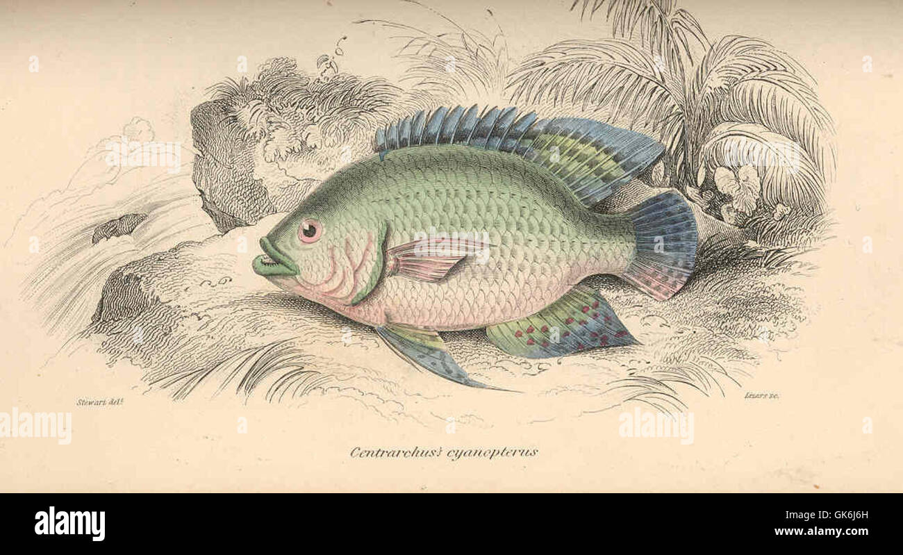 Centrarchus hi-res stock photography and images - Alamy