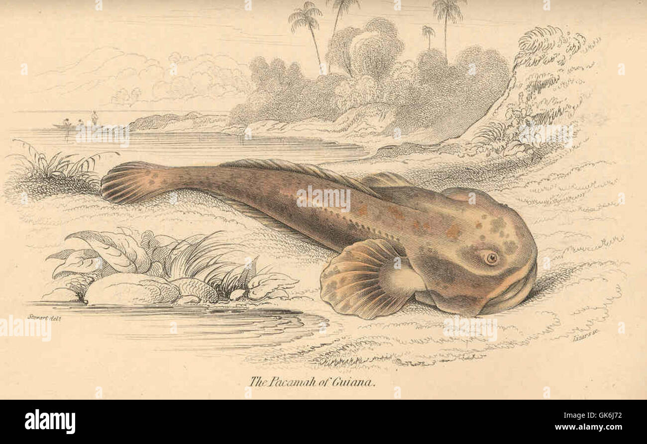 Pacamah, a fish native to the coastal waters of Guiana, is an important ...