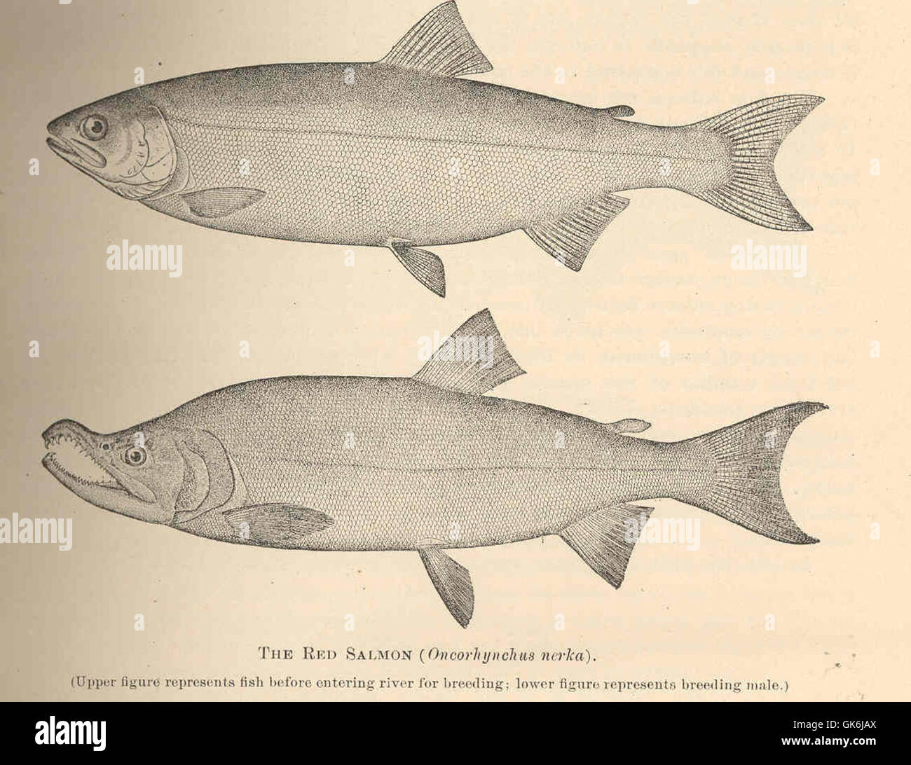 Red Salmon, also known as Oncorhynchus nerka, is a species of salmon ...