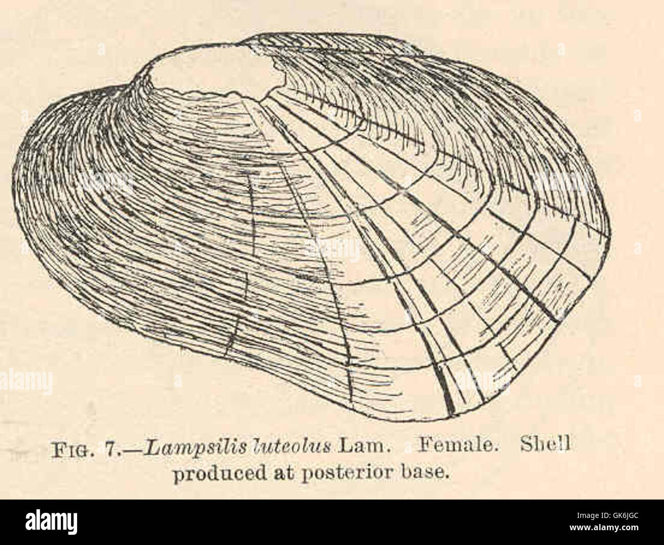 Lam font hi-res stock photography and images - Alamy