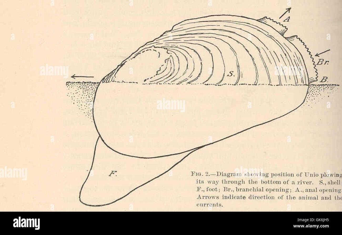 A diagram illustrating the movement of Unio, a freshwater mussel ...