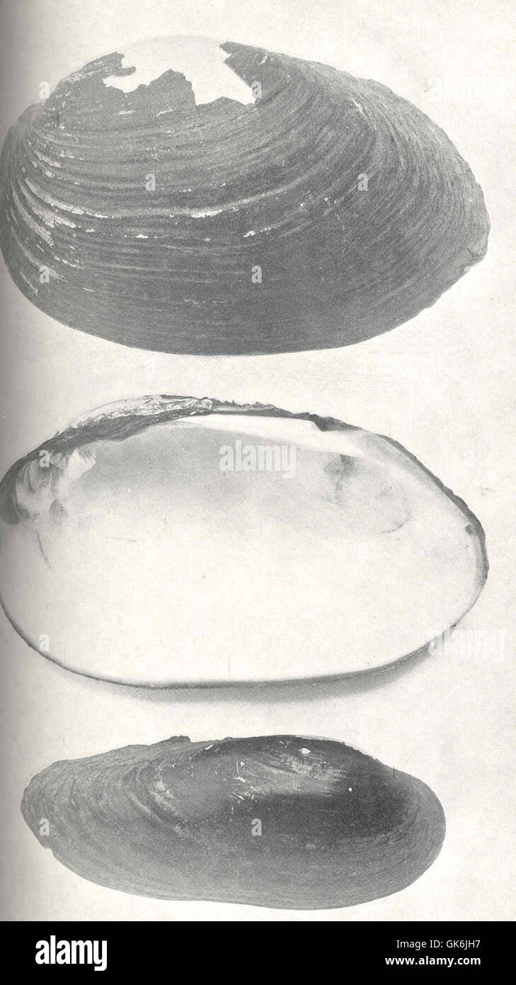 The Musket (Lampsilis ligamentinus) and Slough Sand Shell (Lampsilis ...