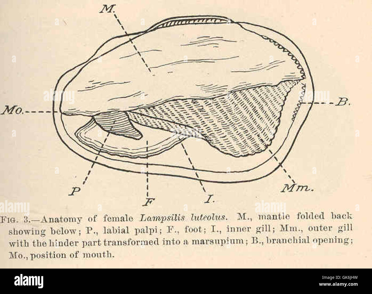 The female Lampsilis luteolus, a species of freshwater mussel, is ...