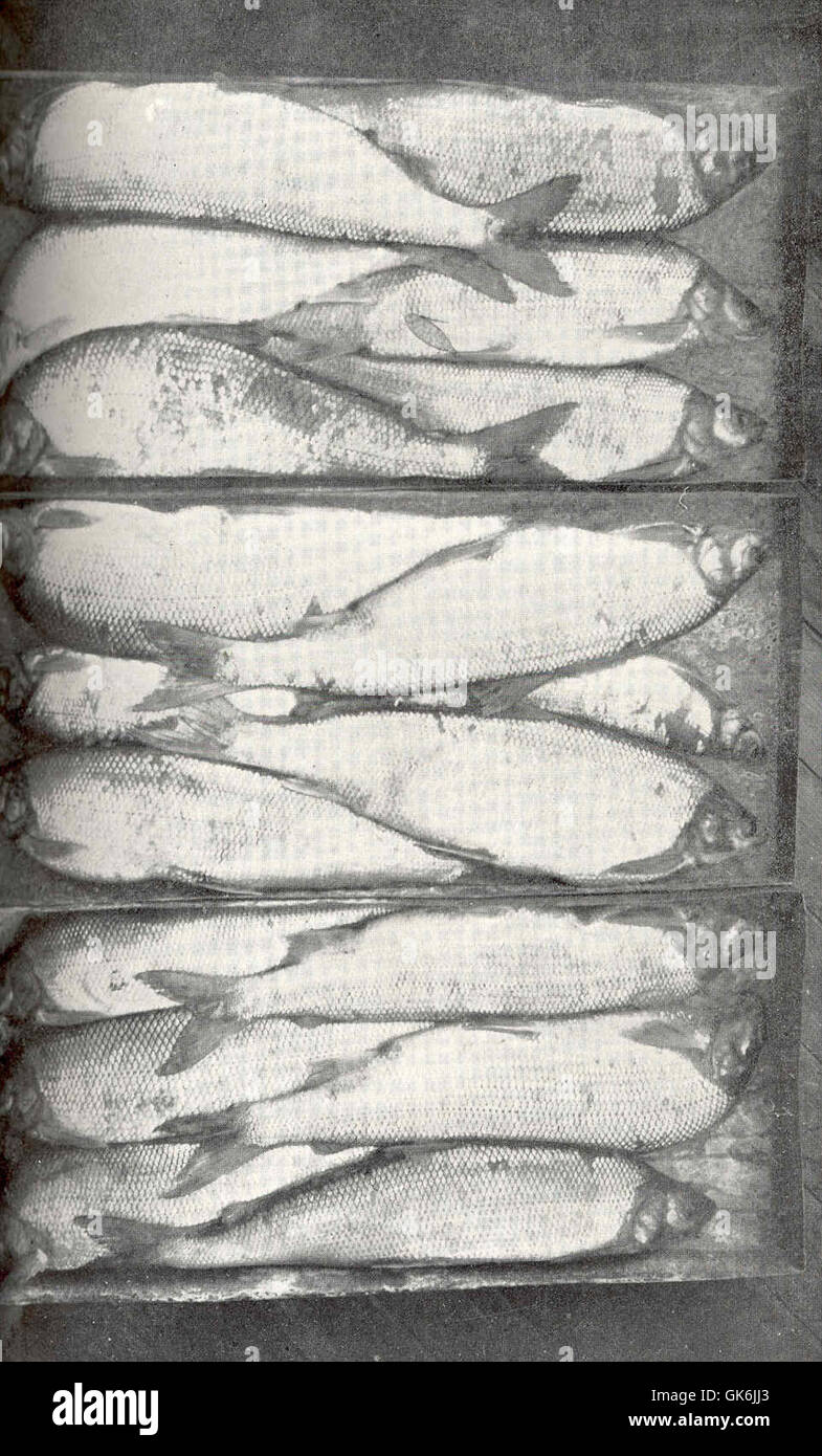 This image shows an arrangement of whitefish in frozen pans, a common ...