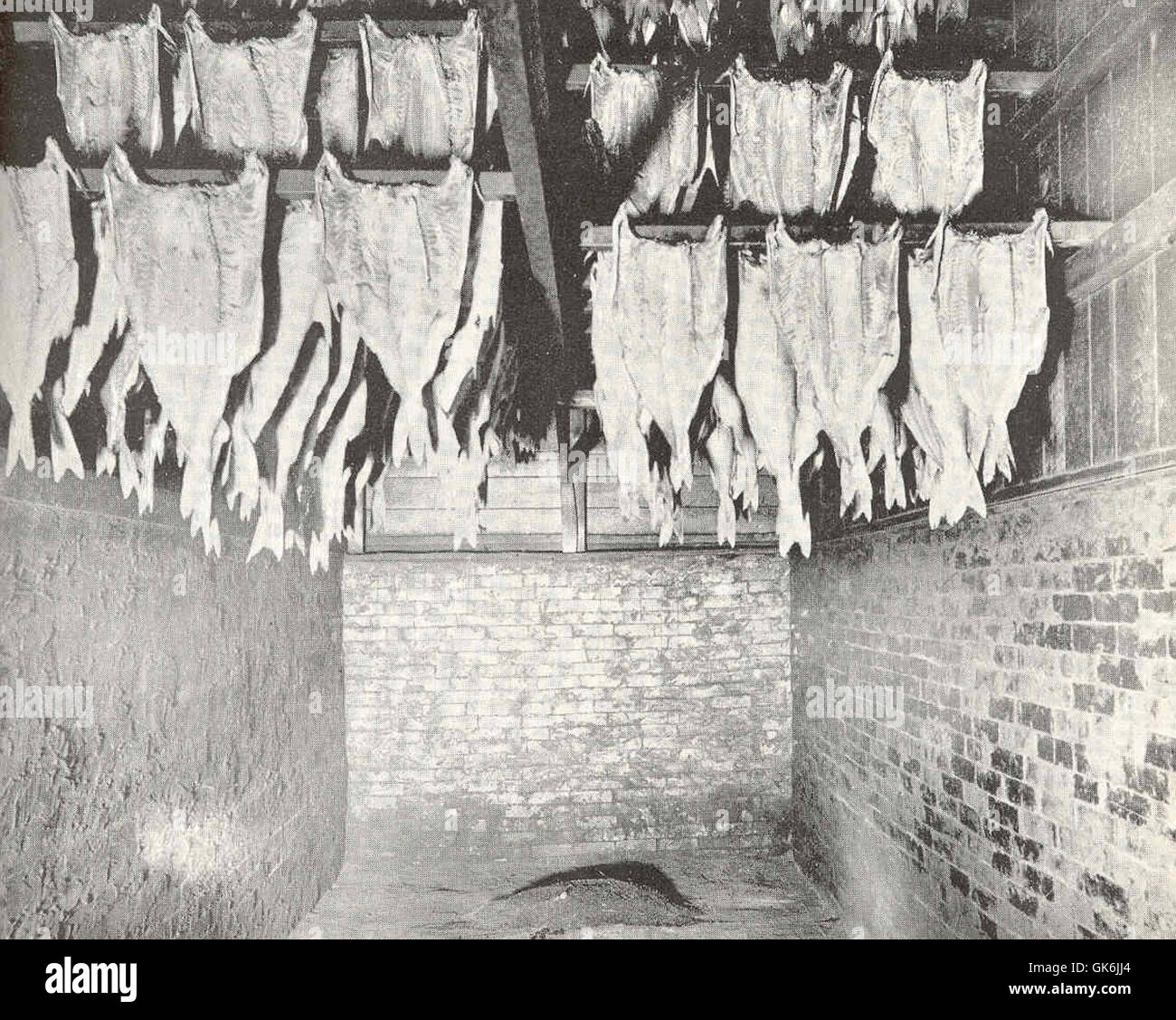 The process of smoking Finnan Haddie, a traditional method of ...