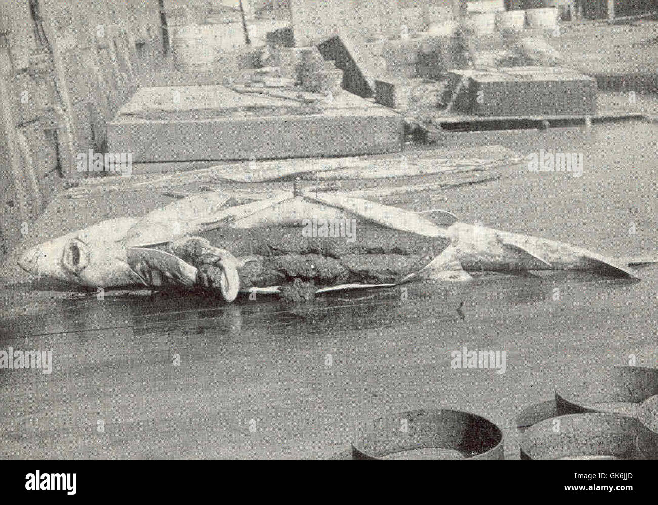 This image shows a female sturgeon with its roe exposed, alongside the ...
