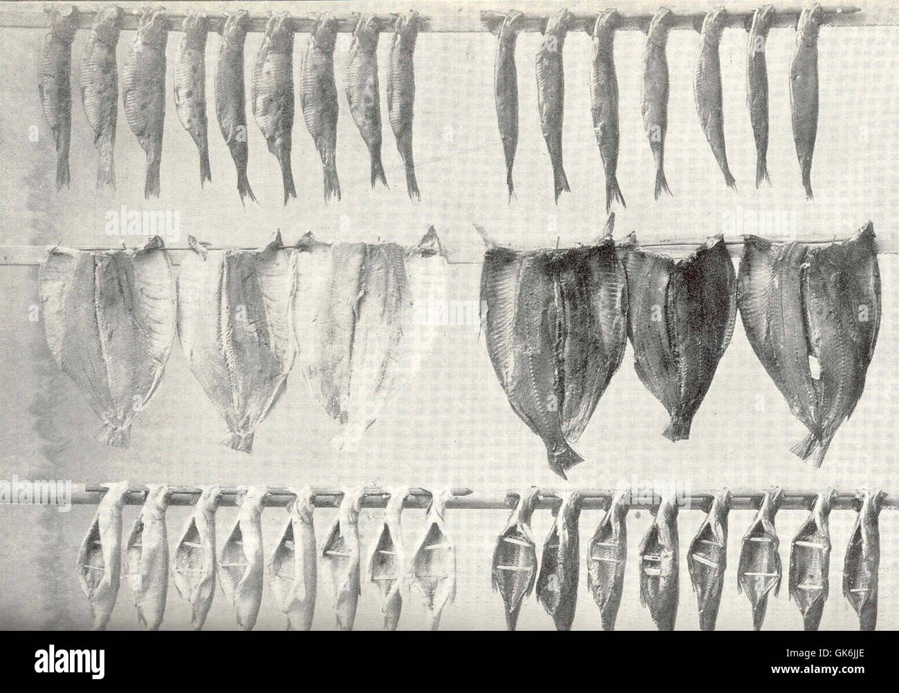 A depiction of the method for 'stringing' certain fish species in ...