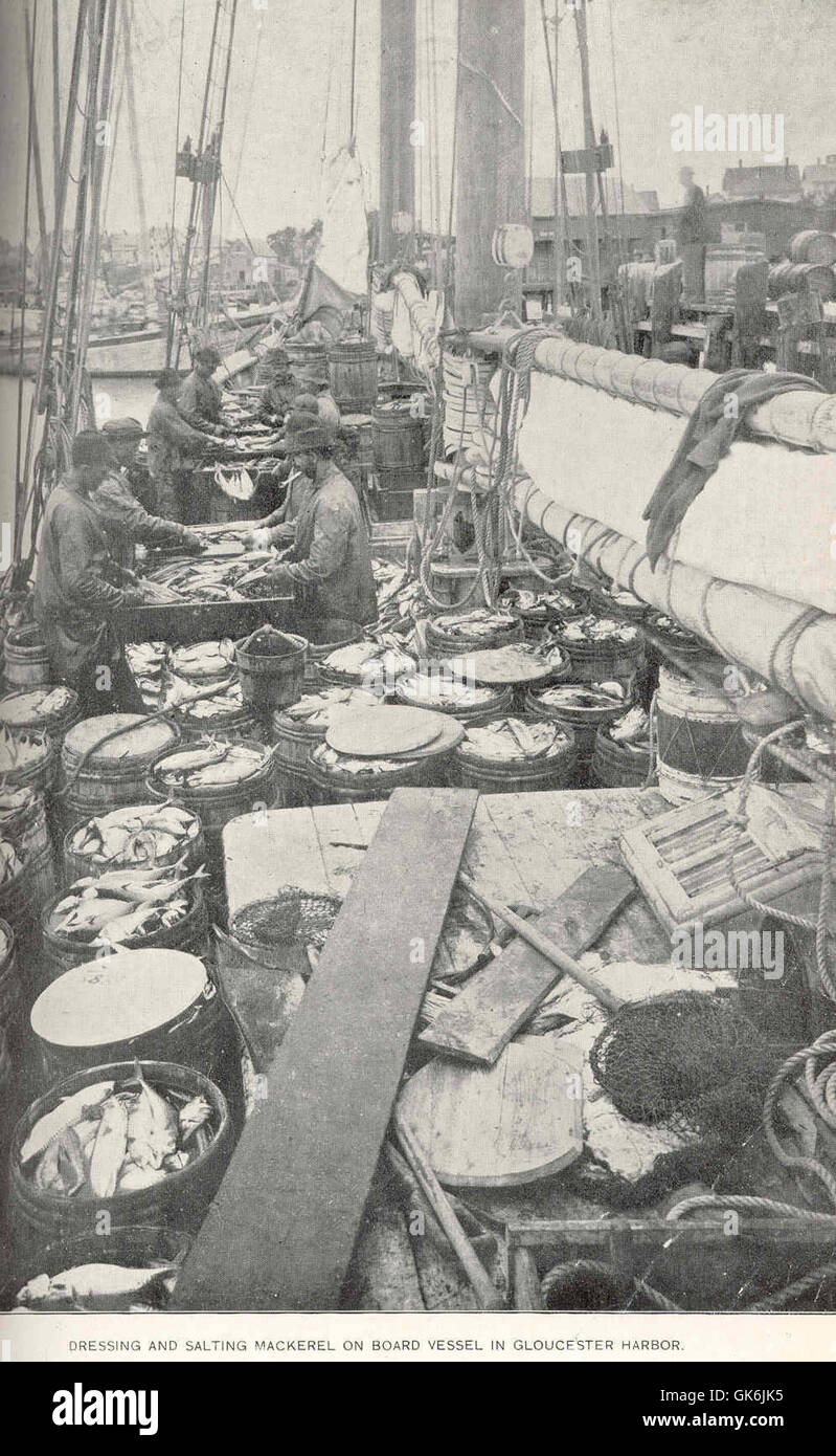 Mackerel are being dressed and salted aboard a fishing vessel in ...