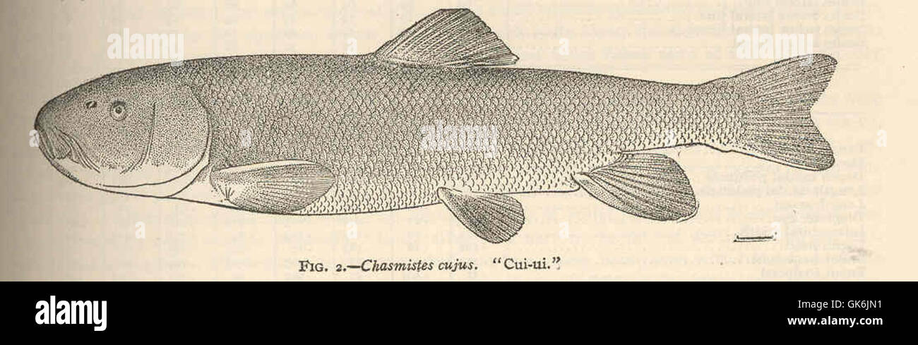 Chasmistes cujus, also known as Cui-ui, is an endangered species of ...