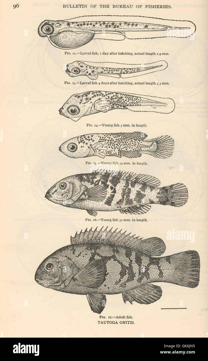 Blackfish tautog fish hi-res stock photography and images - Alamy