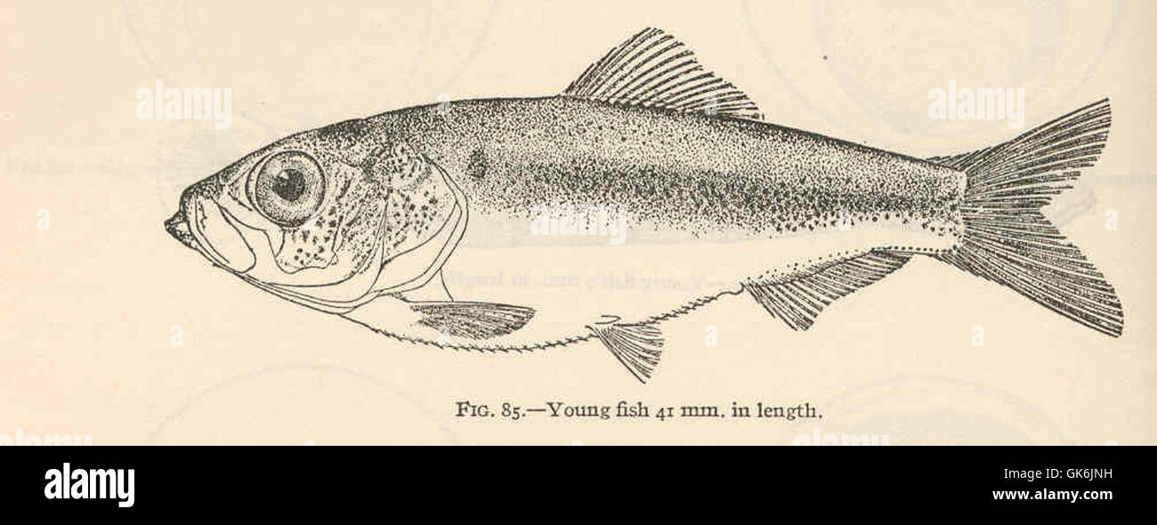 An image of young Brevoortia tyrannus (menhaden), measuring 41 mm in ...